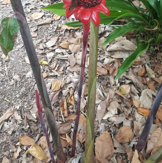 Pokok Lengkuas – Segalanya Tentang Tumbuhan…