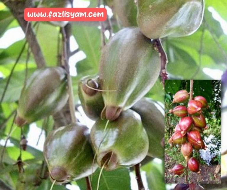 Pokok Putat – Segalanya Tentang Tumbuhan…