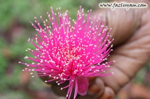 Jambu Bol – Segalanya Tentang Tumbuhan…