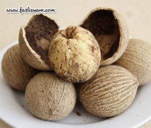 Buah Kulim – Segalanya Tentang Tumbuhan…