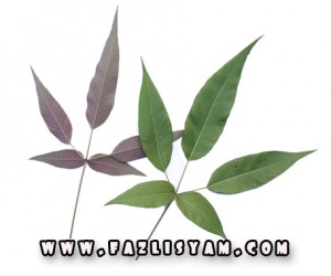 Daun Lemuni – Segalanya Tentang Tumbuhan…