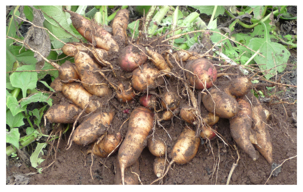 Ubi Yacon – Segalanya Tentang Tumbuhan…