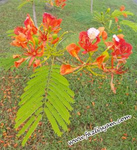 Pokok Semarak Api – Segalanya Tentang Tumbuhan…