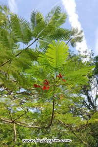 Pokok Semarak Api – Segalanya Tentang Tumbuhan…