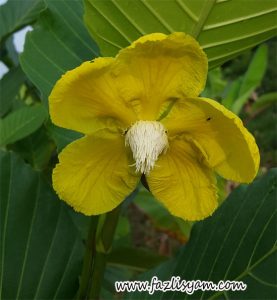Pokok Simpoh Air – Segalanya Tentang Tumbuhan…
