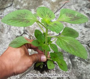 Pokok Jarong – Segalanya Tentang Tumbuhan…