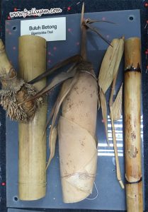 Jenis Buluh – Segalanya Tentang Tumbuhan…