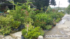 Nursery Sungai Buloh – Segalanya Tentang Tumbuhan…