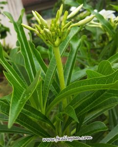 Kemboja Siam @ Bridal Bouquet | Segalanya Tentang Tumbuhan...