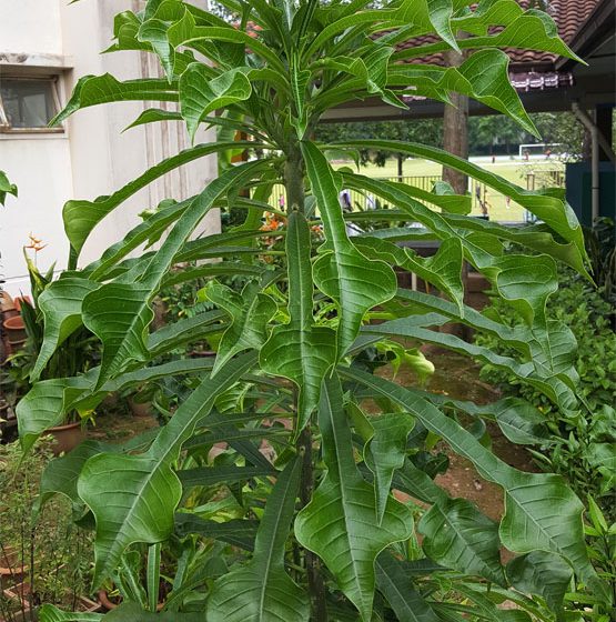 Bunga Kemboja di Putrajaya – Segalanya Tentang Tumbuhan…