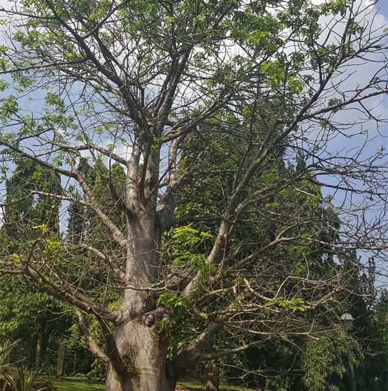 Jenis Buluh – Segalanya Tentang Tumbuhan…