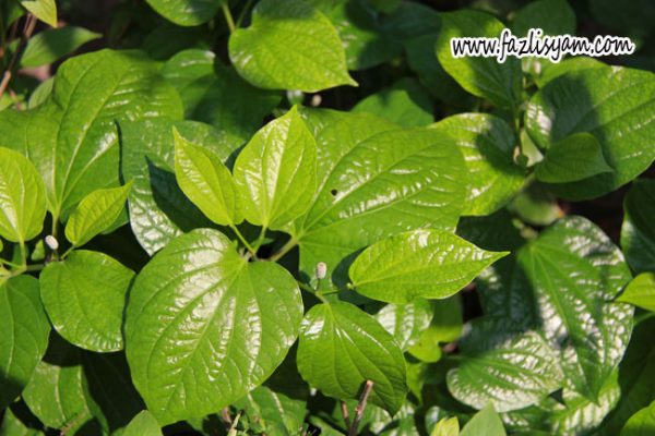 Pengalaman dalam Penggunaan Herba – Segalanya Tentang Tumbuhan…