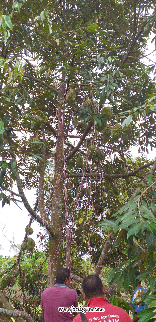 Pokok Durian Musang King – Segalanya Tentang Tumbuhan…