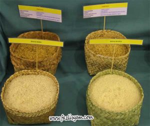 Padi dan Beras Tempatan Sarawak – Segalanya Tentang Tumbuhan…