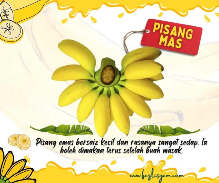 Jenis-jenis Pisang di Malaysia – Segalanya Tentang Tumbuhan…