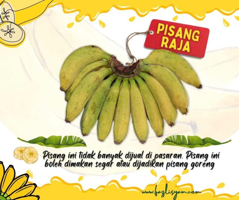 Jenis-jenis Pisang di Malaysia – Segalanya Tentang Tumbuhan…