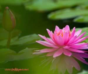 10 Fakta Bunga Teratai – Segalanya Tentang Tumbuhan…