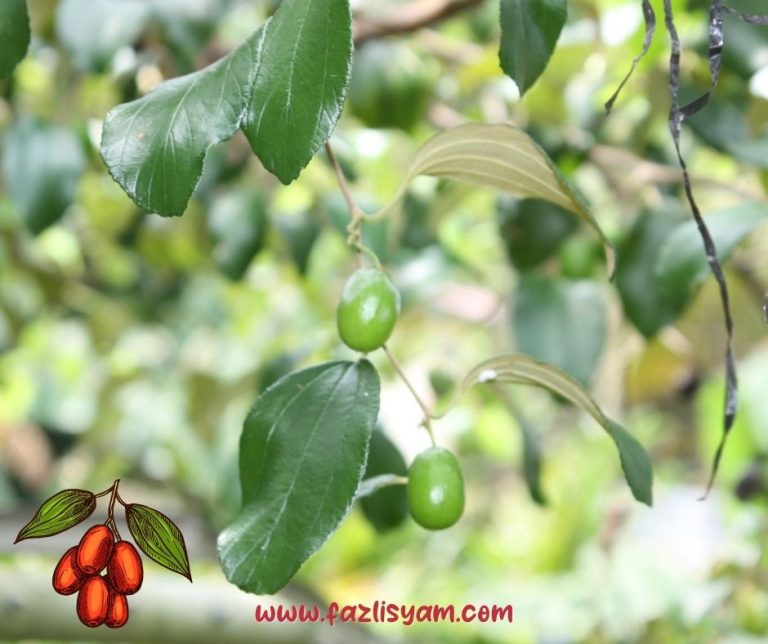 18 Khasiat Buah Bidara – Segalanya Tentang Tumbuhan…