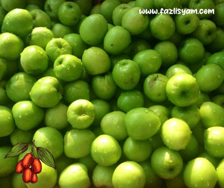 18 Khasiat Buah Bidara – Segalanya Tentang Tumbuhan…