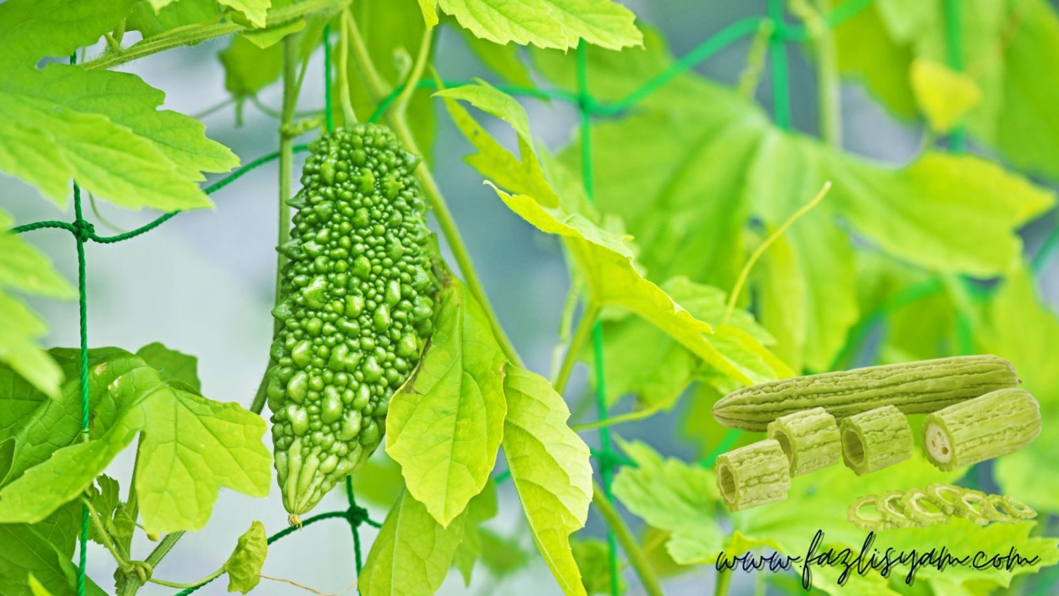 Khasiat Sayur Peria – Segalanya Tentang Tumbuhan…