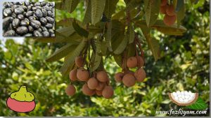 Buah-Buahan Tempatan Sabah dan Sarawak – Segalanya Tentang Tumbuhan…