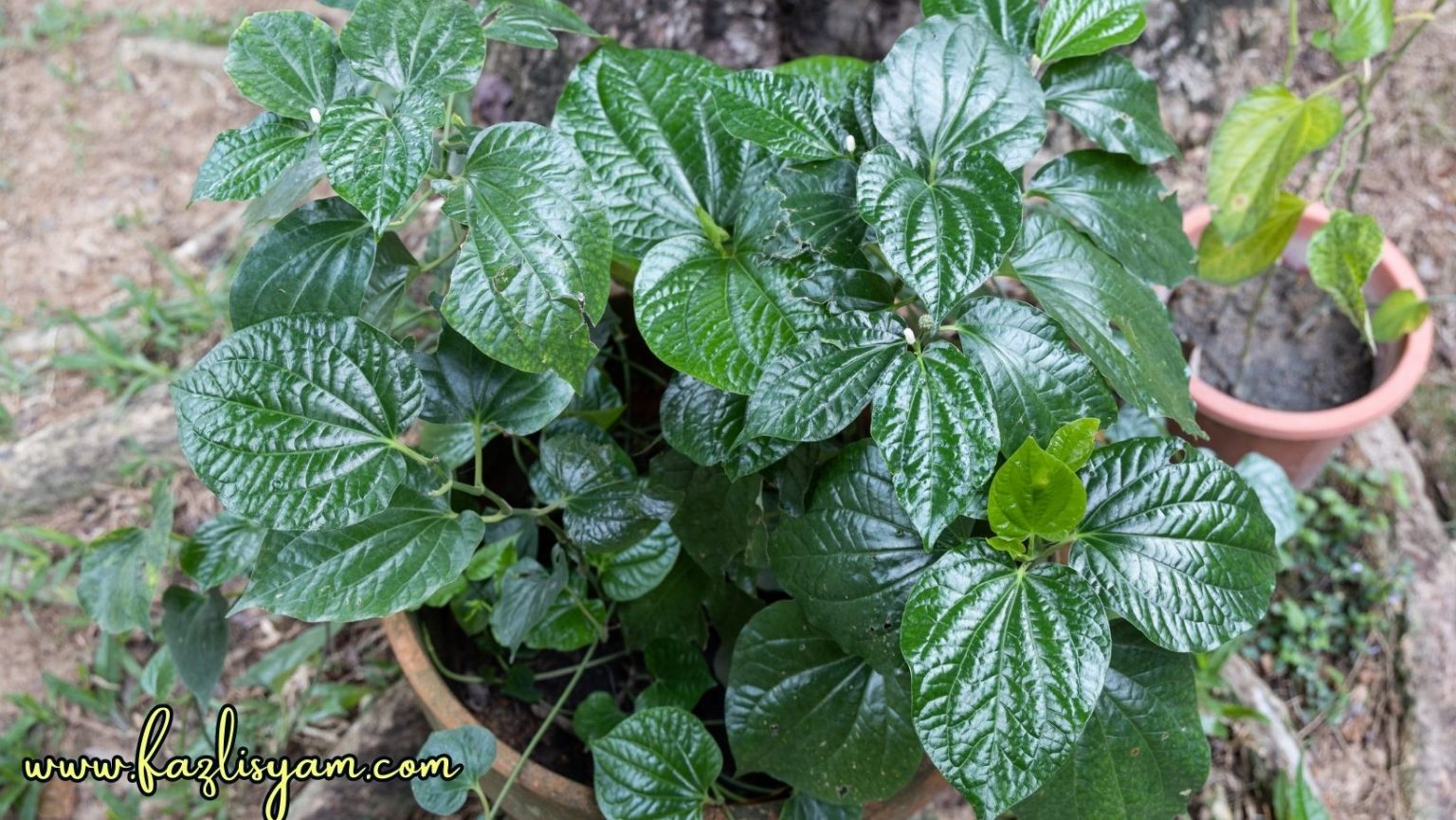 Daun Kaduk – Segalanya Tentang Tumbuhan…