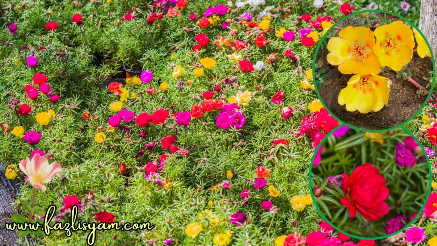 Ros Jepun – Segalanya Tentang Tumbuhan…