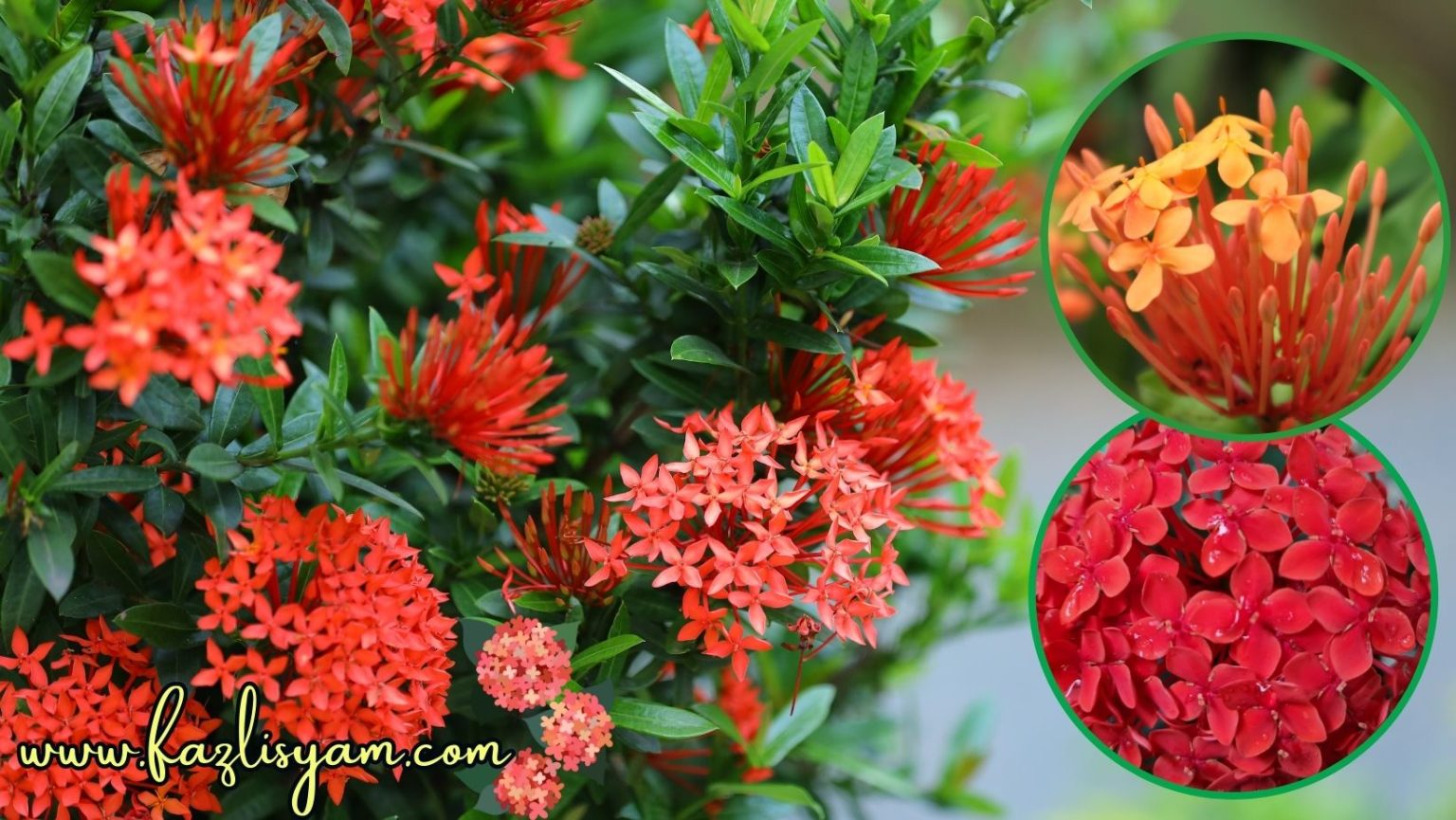 Bunga Jenjarum @ Bunga Siantan – Segalanya Tentang Tumbuhan…