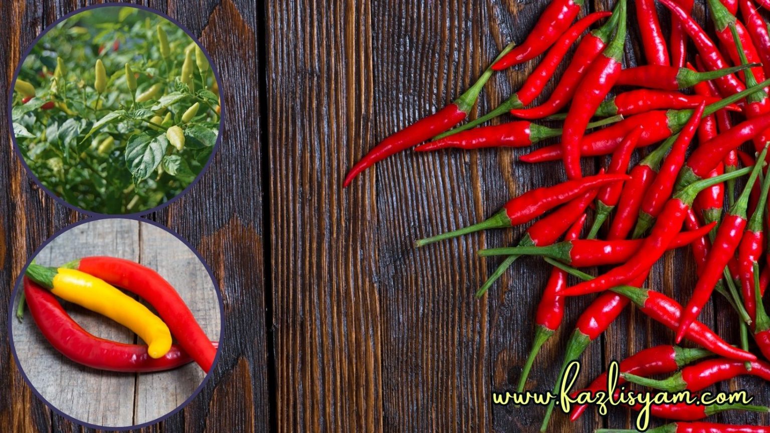 Cili dan Penggunannya – Segalanya Tentang Tumbuhan…