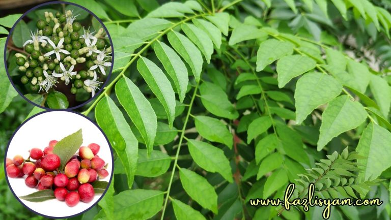 Daun Kari dan Penggunaannya – Segalanya Tentang Tumbuhan…