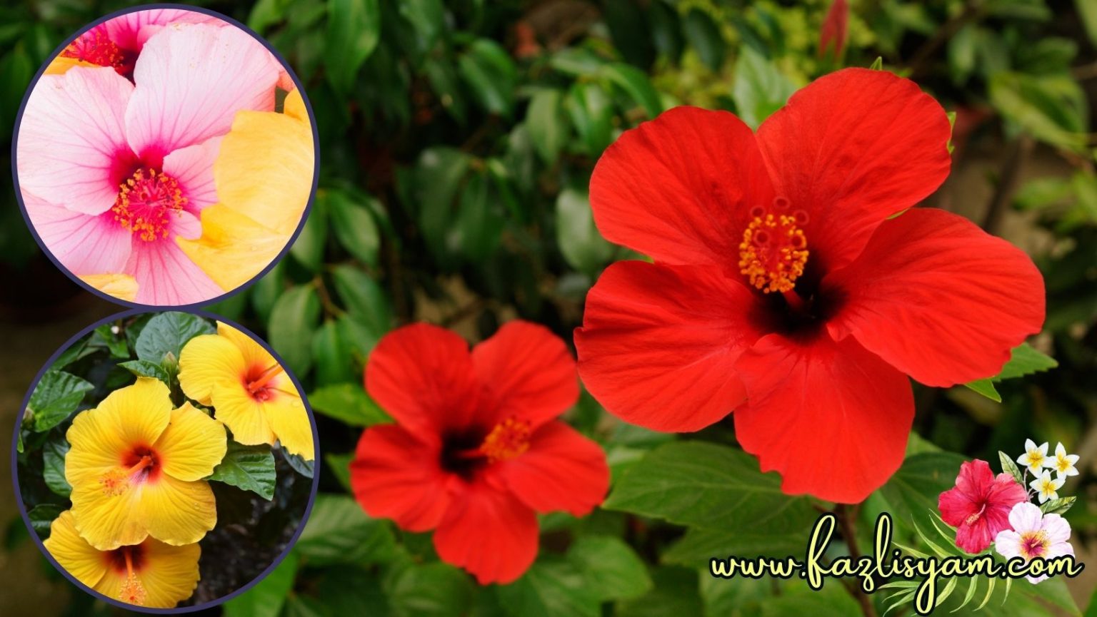 15 Jenis Bunga yang Popular di Malaysia – Segalanya Tentang Tumbuhan…