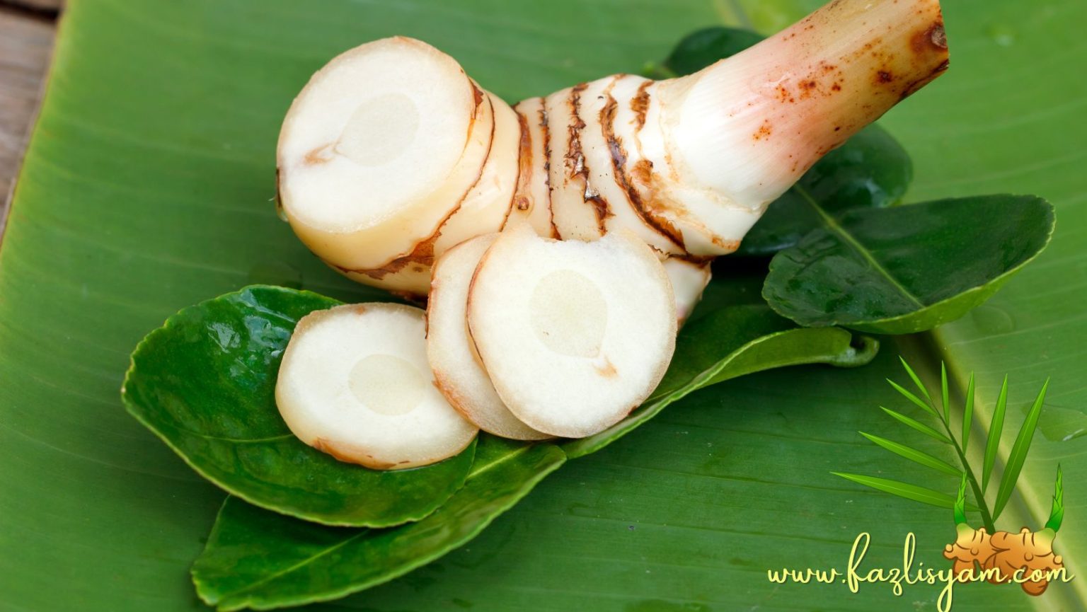 Lengkuas dan Penggunaanya – Segalanya Tentang Tumbuhan…