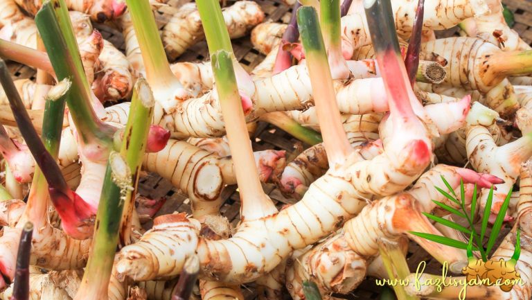 Lengkuas dan Penggunaanya – Segalanya Tentang Tumbuhan…