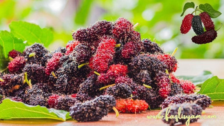 Buah Mulberry – Khasiat dan Penggunaannya – Segalanya Tentang Tumbuhan…