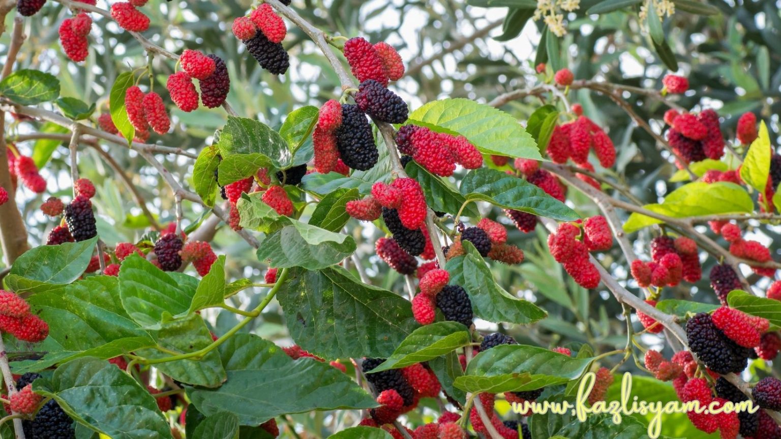 Buah Mulberry – Khasiat dan Penggunaannya – Segalanya Tentang Tumbuhan…