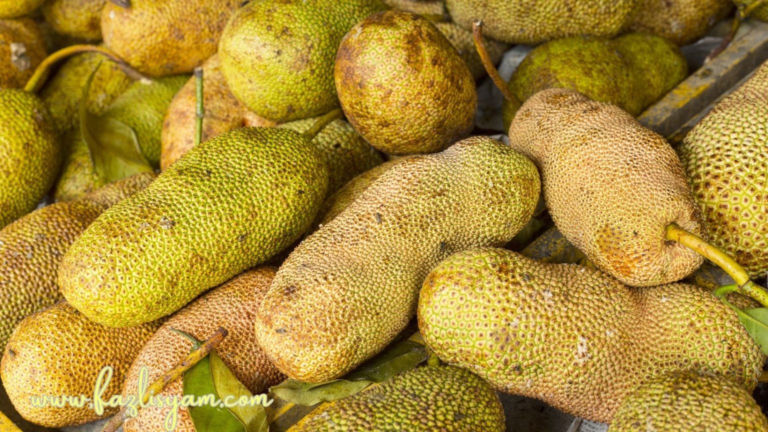 Buah Cempedak – biji boleh dimakan dan tinggi protein – Segalanya ...