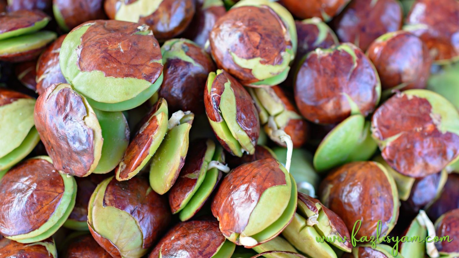 Buah Jering – Segalanya Tentang Tumbuhan…