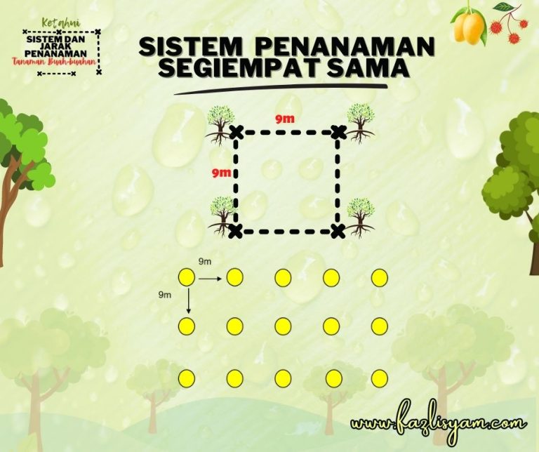 Jarak Tanaman Buah-buahan – Segalanya Tentang Tumbuhan…