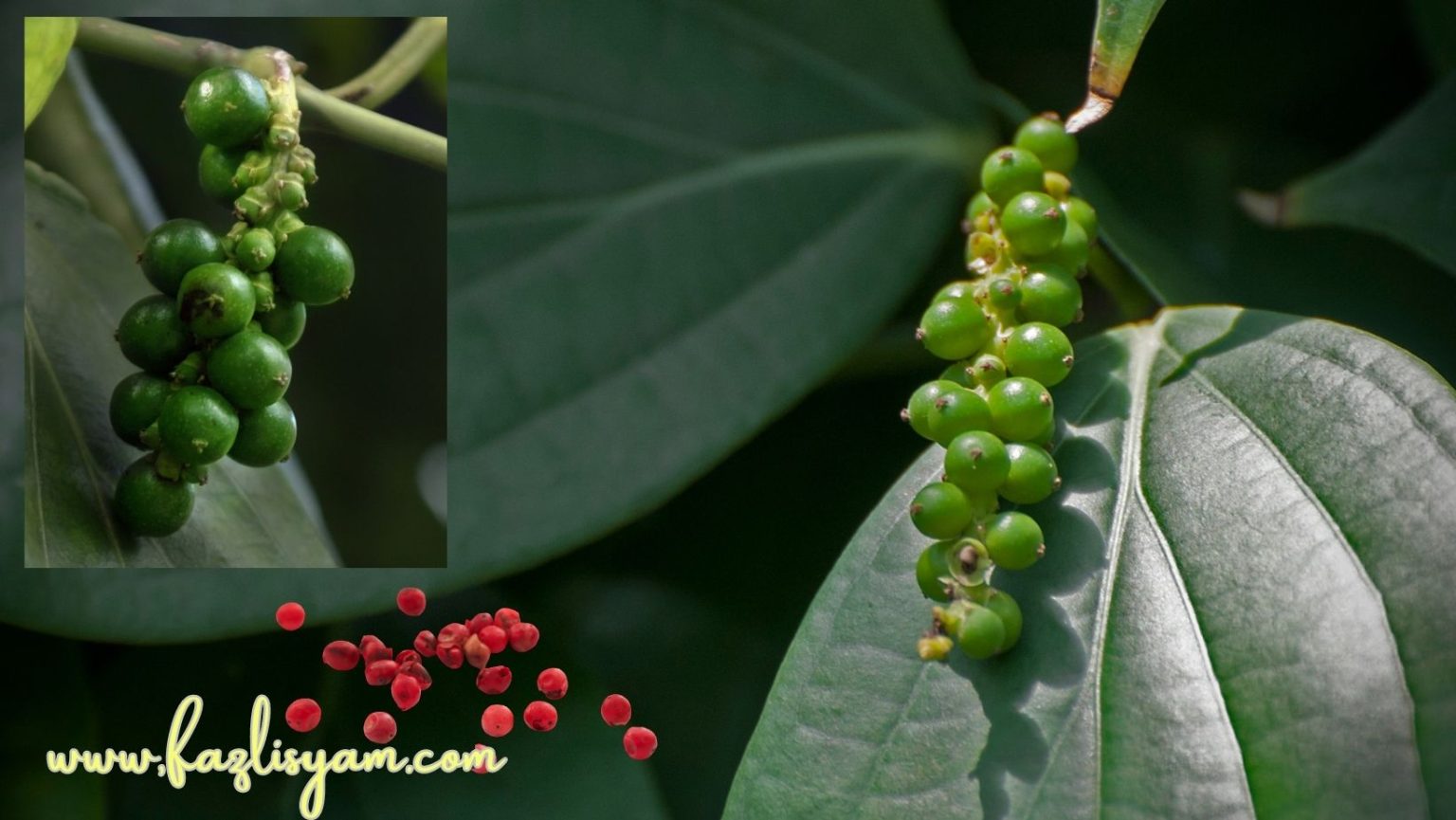 Lada Hitam dan Penggunaannya – Segalanya Tentang Tumbuhan…