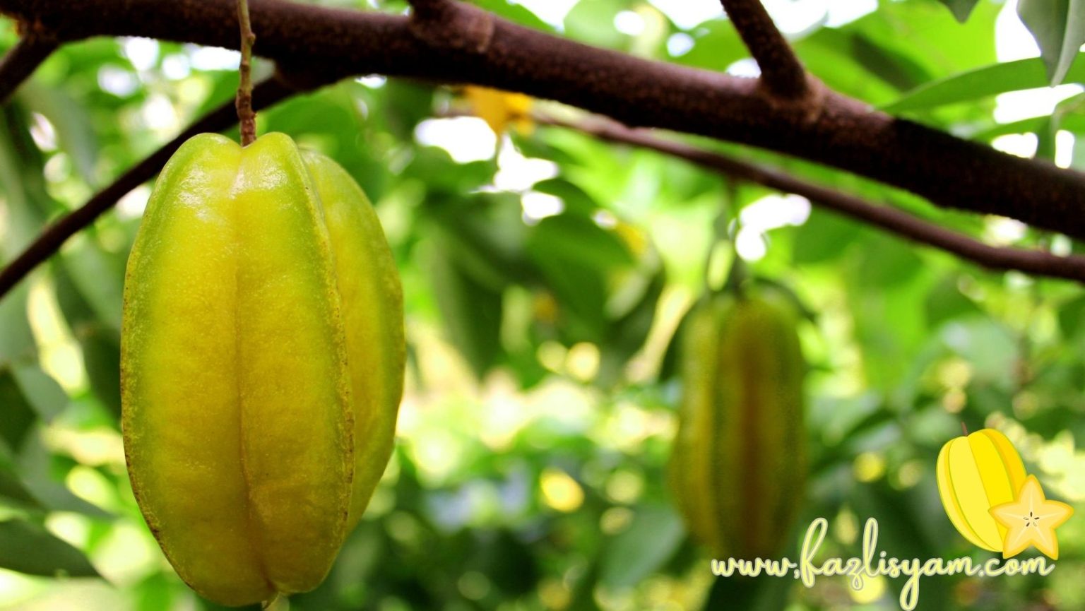 Tanaman Belimbing – Segalanya Tentang Tumbuhan…