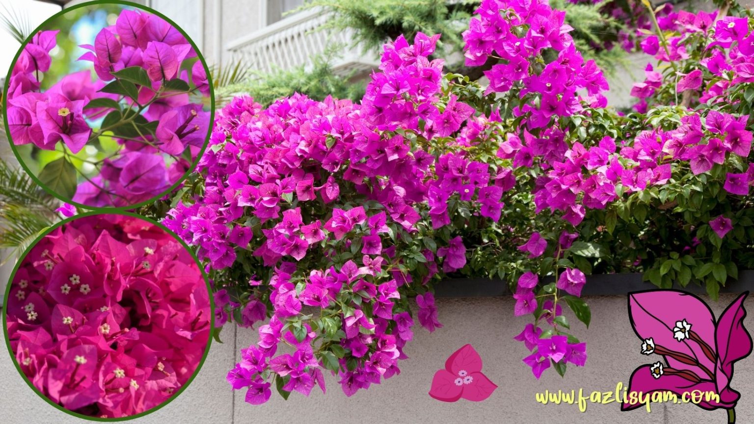 Tanaman Hiasan : Bougainvillea ‘Elizabeth Angus’ – Segalanya Tentang ...