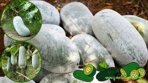 Buah Kundur – Segalanya Tentang Tumbuhan…
