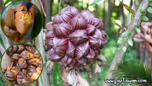 Pokok Nipah: Bukan Sekadar di Tepi Sungai – Segalanya Tentang Tumbuhan…