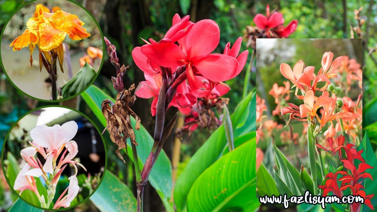 Bunga Tasbih@Canna – Segalanya Tentang Tumbuhan…