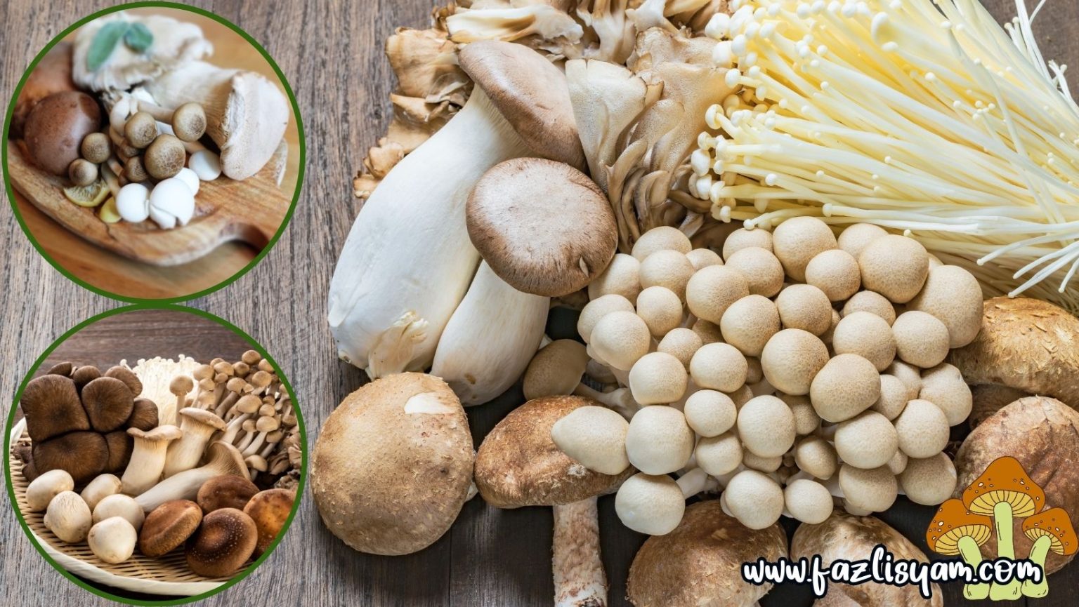 Cendawan dan Penggunaannya – Segalanya Tentang Tumbuhan…