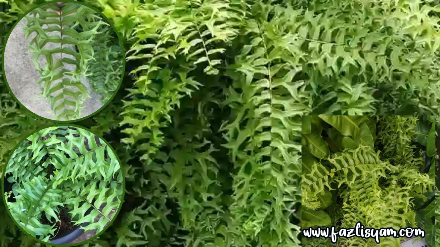 Pucuk paku – Segalanya Tentang Tumbuhan…