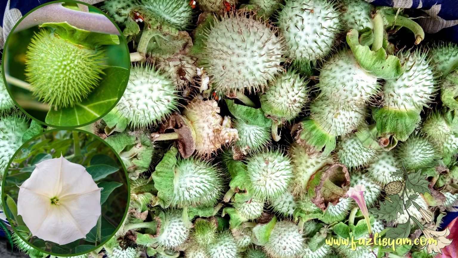 Kecubung : Tumbuhan Beracun? – Segalanya Tentang Tumbuhan…