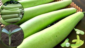 Labu Air : Kegunaan dan Cara Penanaman – Segalanya Tentang Tumbuhan…