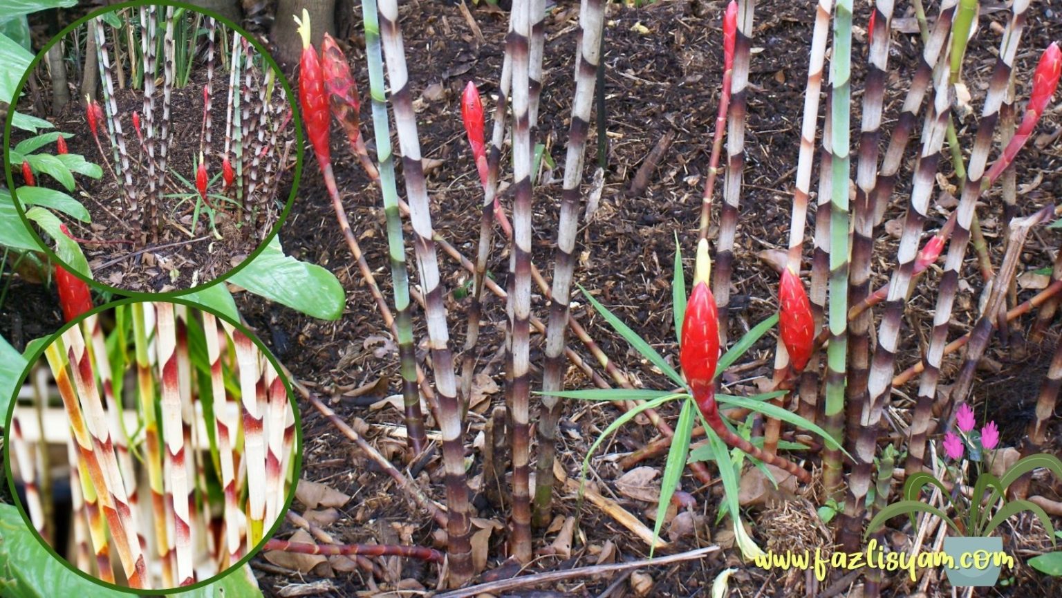 Tanaman Hiasan : Zebra Bamboo Ginger – Segalanya Tentang Tumbuhan…