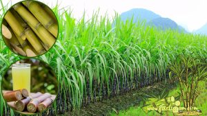 Tebu dan Kegunaannya – Segalanya Tentang Tumbuhan…